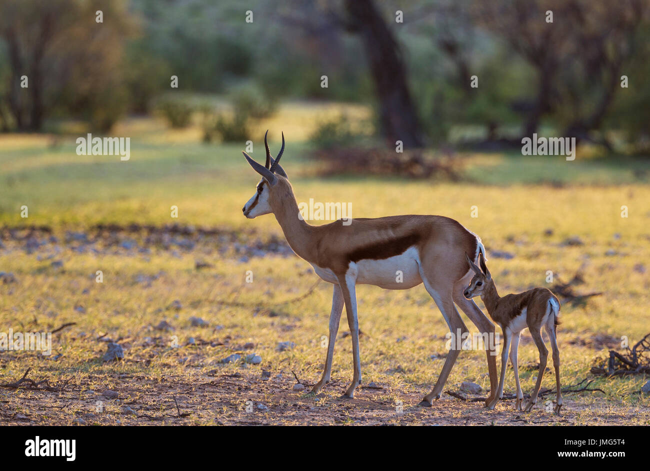 Springbok (Antidorcas marsupialis), ewe with newborn lamb. During the ...
