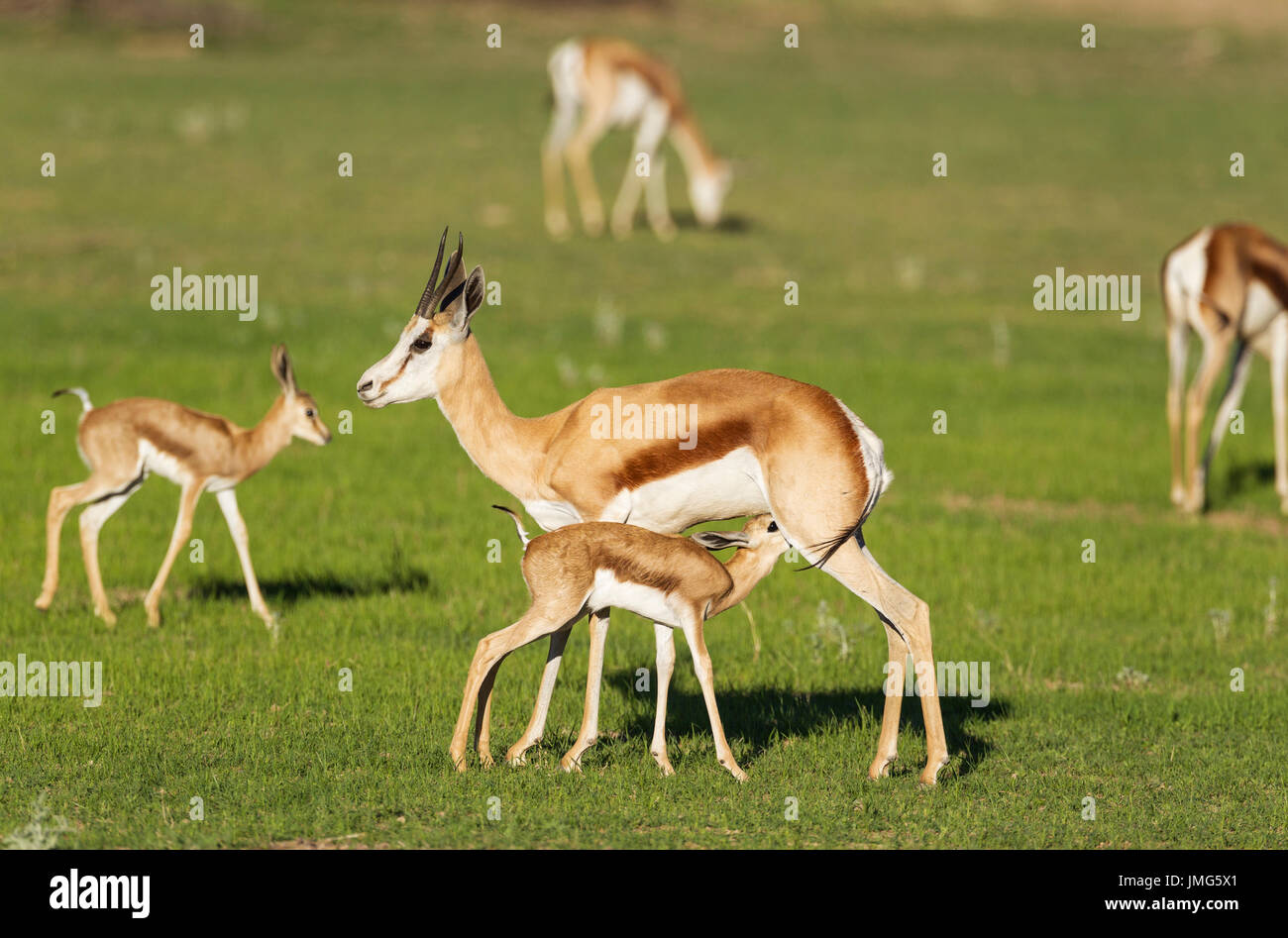 Springbok (Antidorcas marsupialis), suckling few hours old lamb. During ...