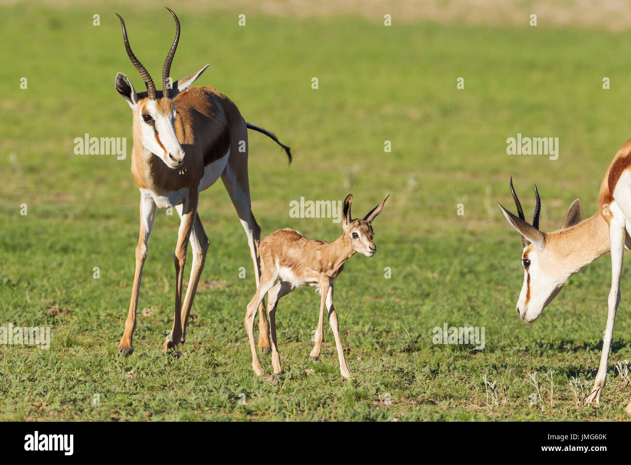 Springbok (Antidorcas marsupialis) Newborn lamb between two ewes ...