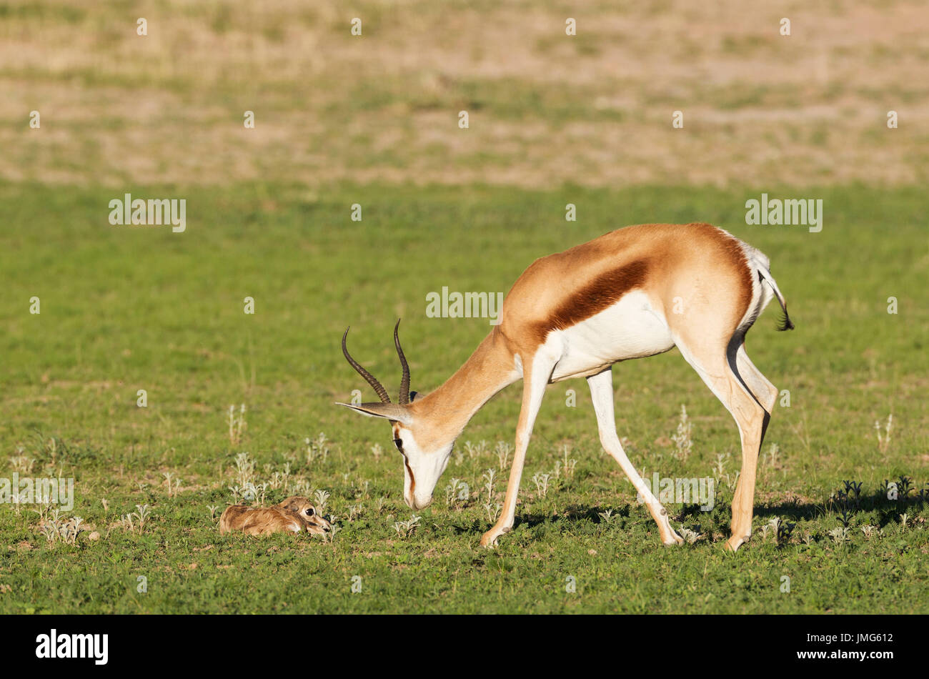 Springbok (Antidorcas marsupialis), ewe stimulates newborn lamb to get ...
