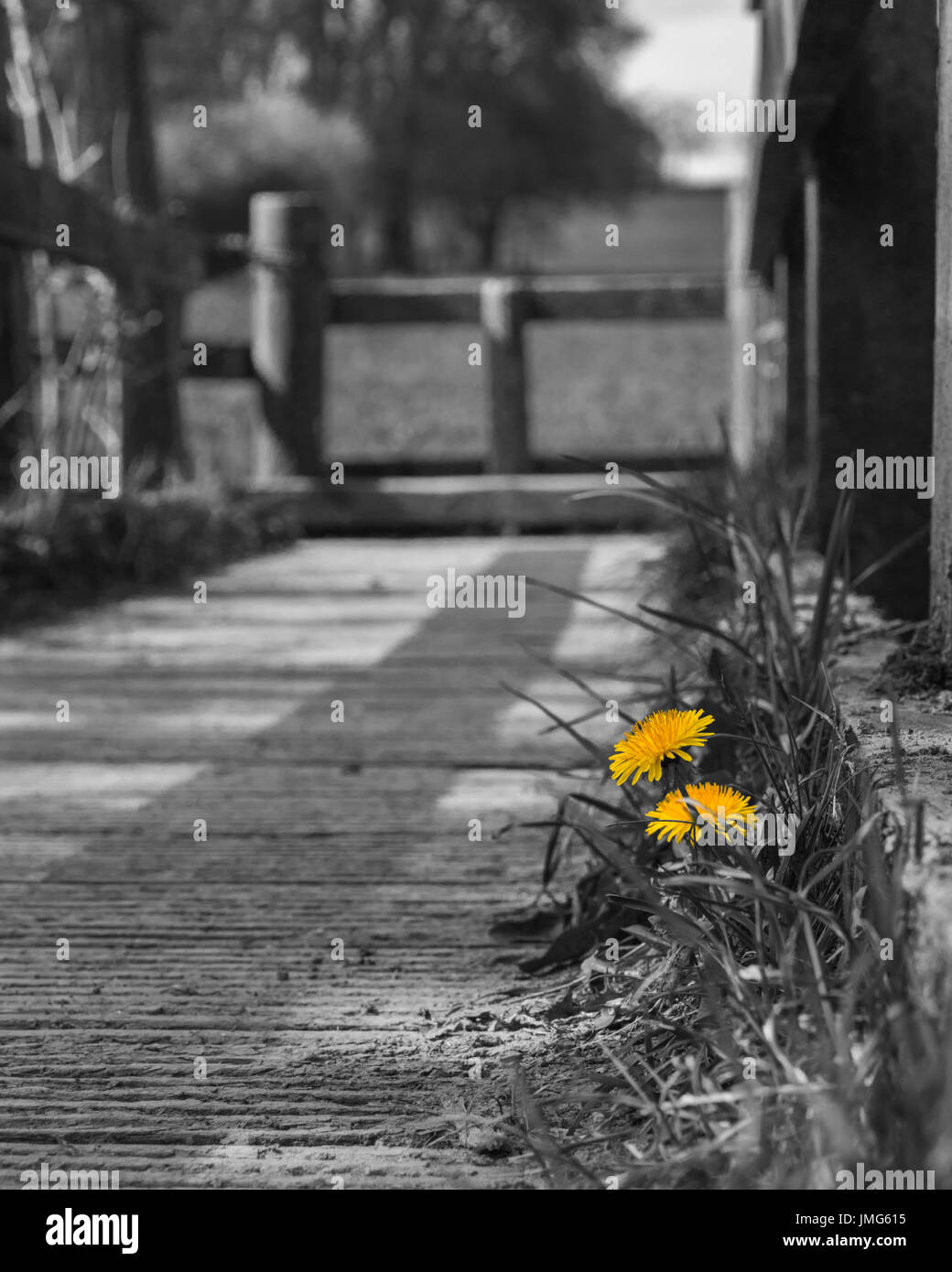 Black and white mono colour mono color hi-res stock photography and ...