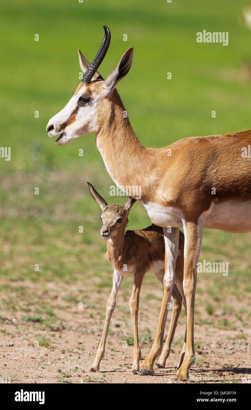 Springbok (Antidorcas marsupialis), ewe with newborn lamb. During the ...