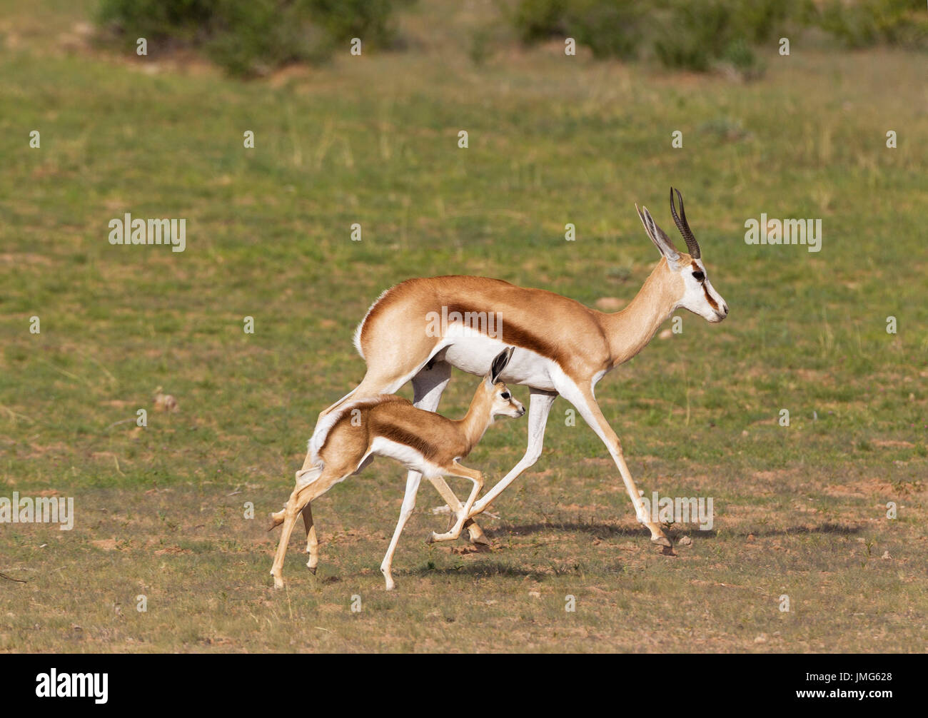 Springbok (Antidorcas marsupialis), ewe with newborn lamb. During the ...