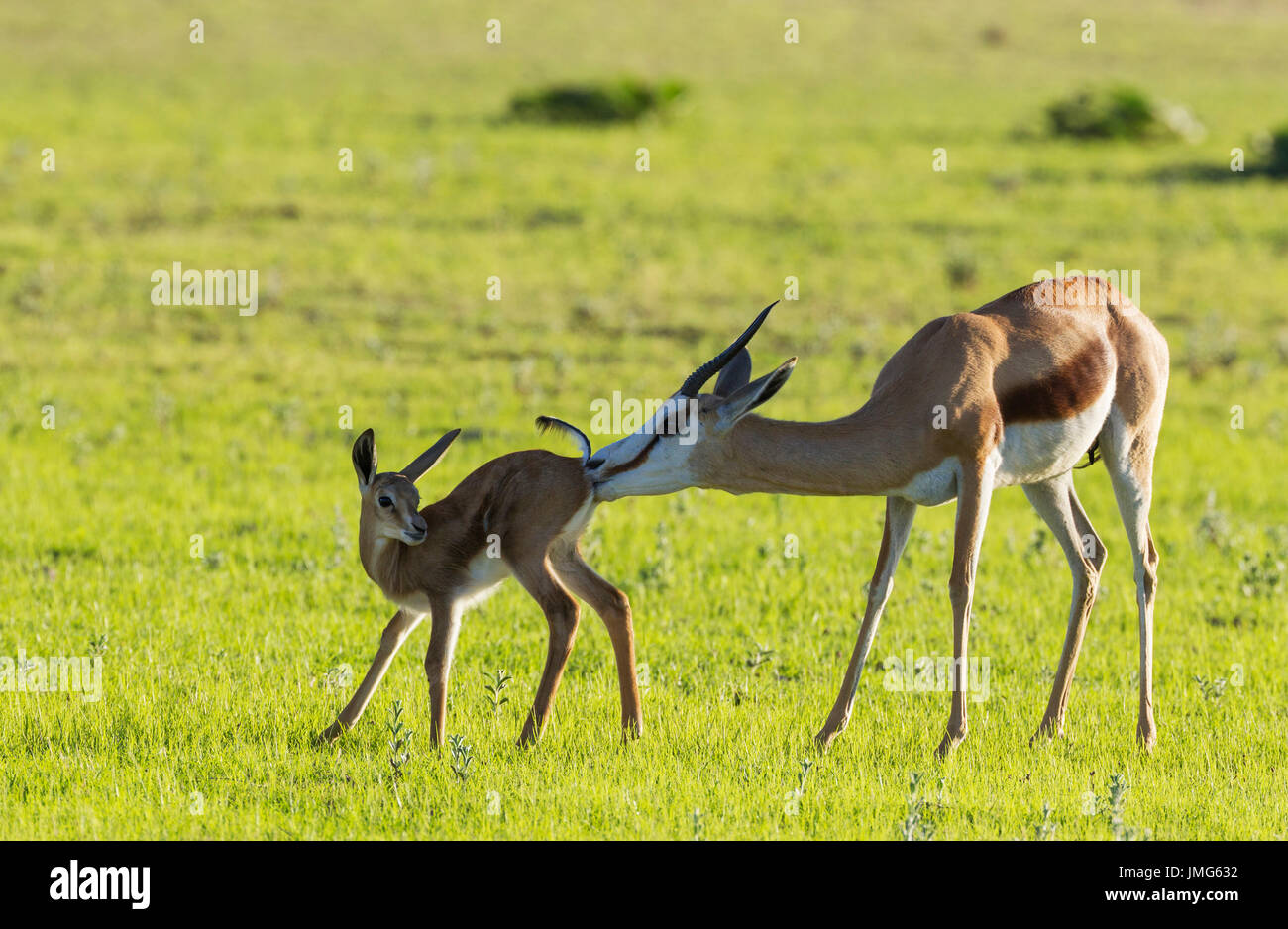 Springbok (Antidorcas marsupialis), ewe cleaning newborn lamb. During ...