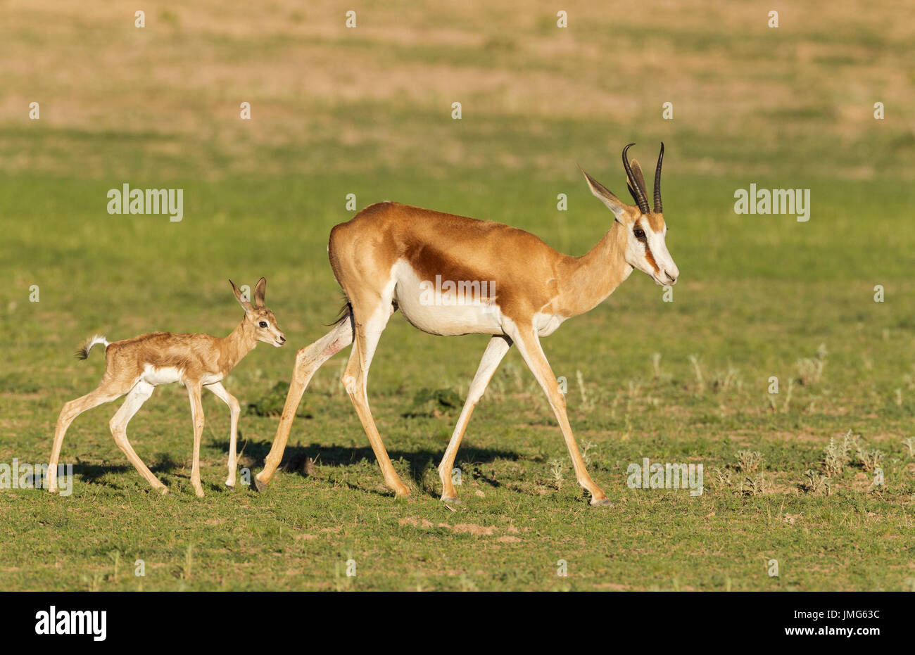 Springbok (Antidorcas marsupialis), ewe with newborn lamb. During the ...