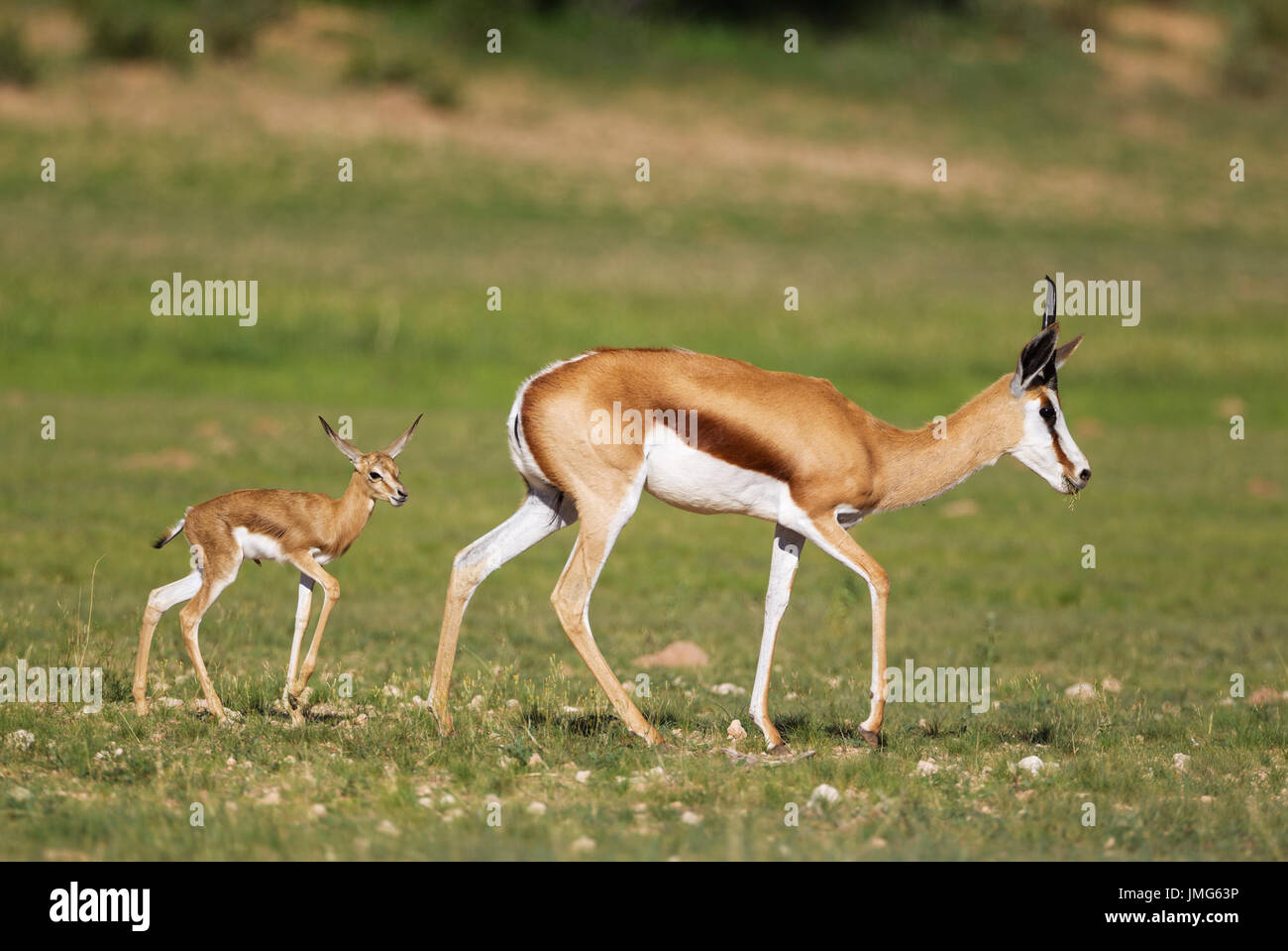 Springbok (Antidorcas marsupialis), ewe with newborn lamb. During the ...