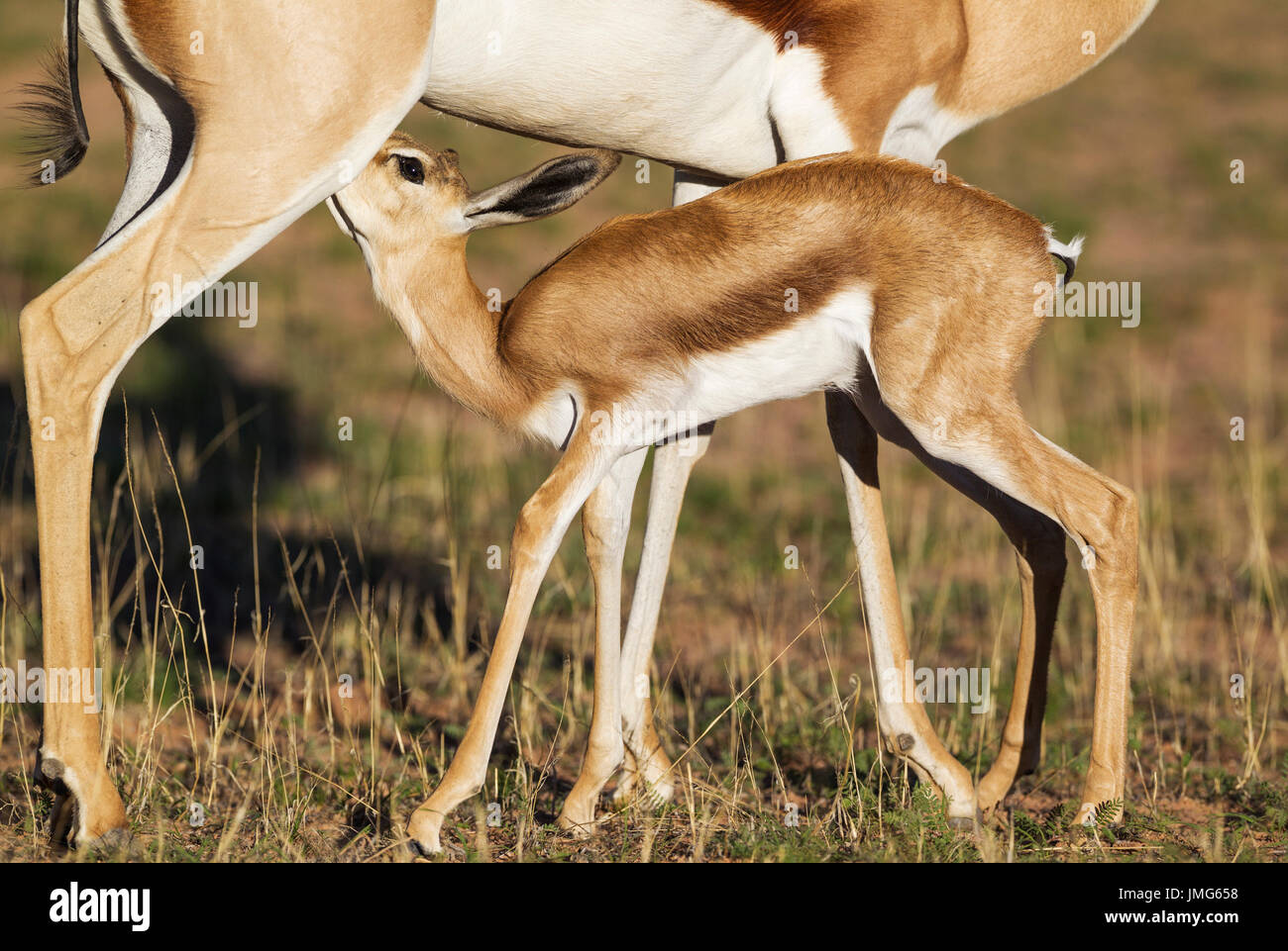 Springbok (Antidorcas marsupialis), suckling few hours old lamb. During ...