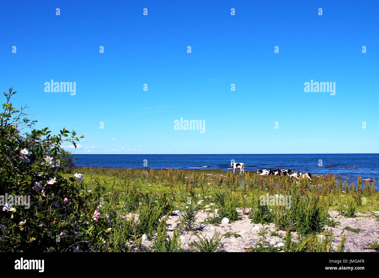 ölands norra udde, sweden Stock Photo - Alamy