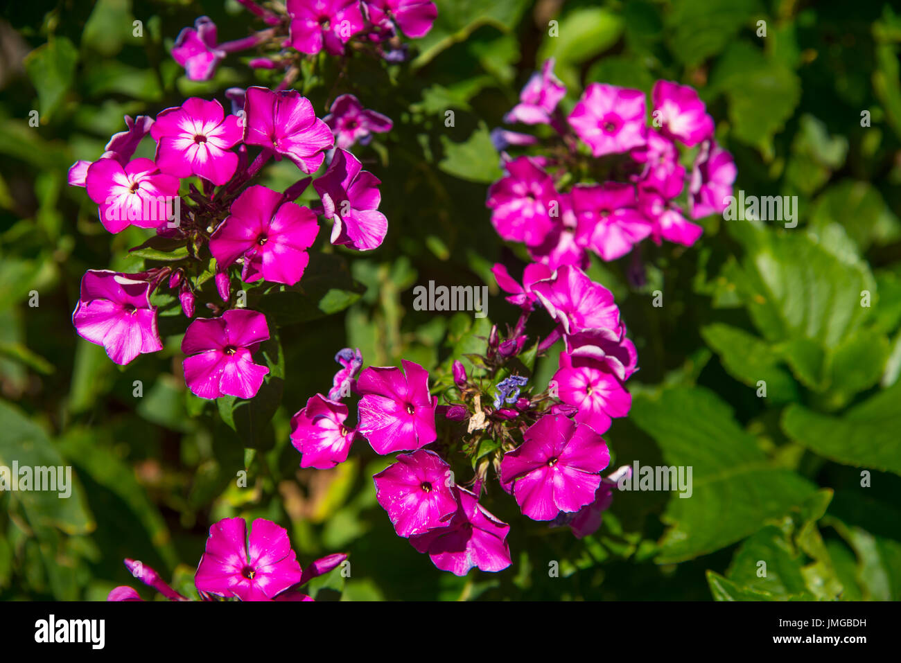 Fuchsia close up spring hi-res stock photography and images - Alamy