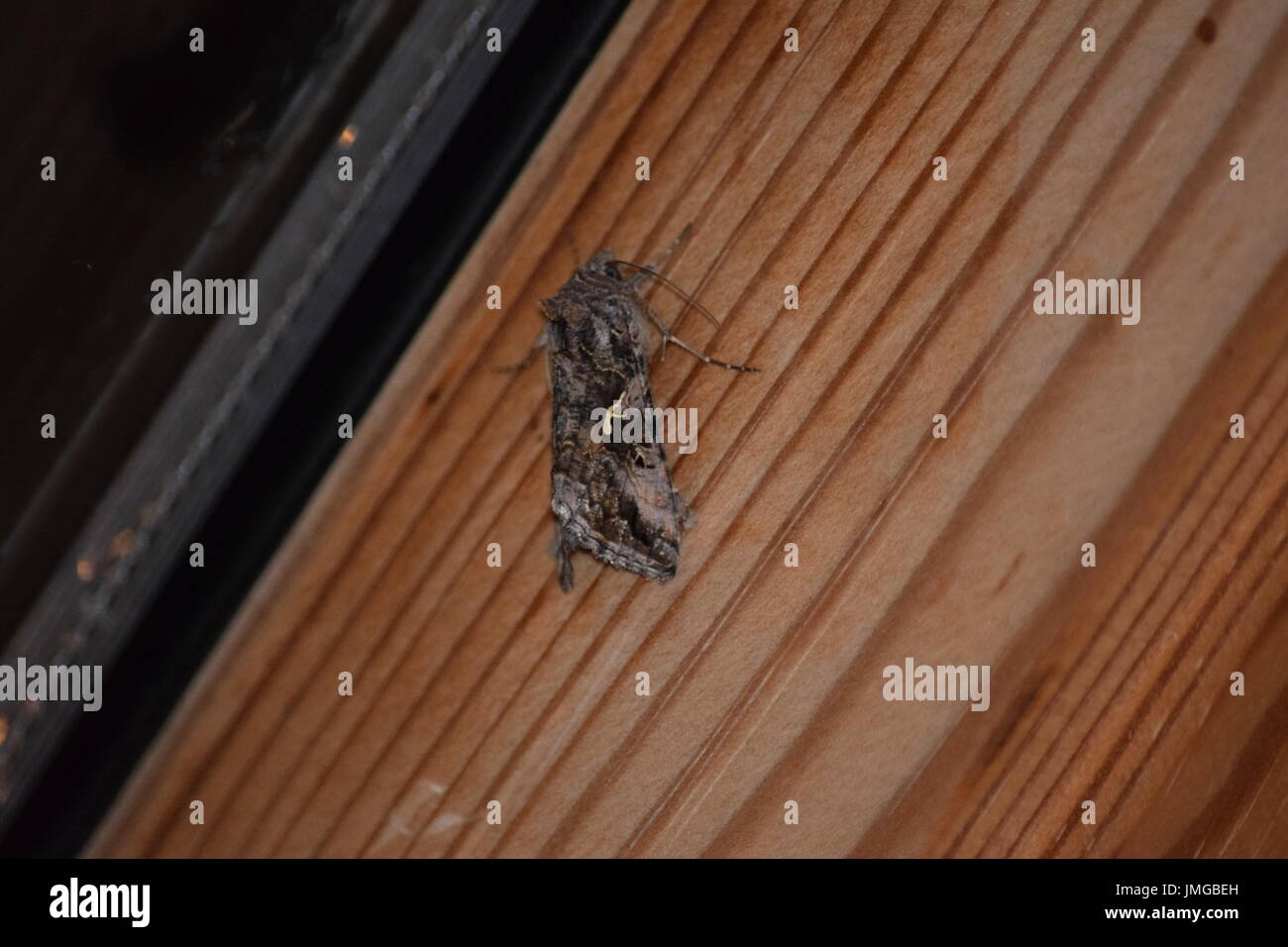 The Silvery-Y moth, Autographa gamma Stock Photo - Alamy