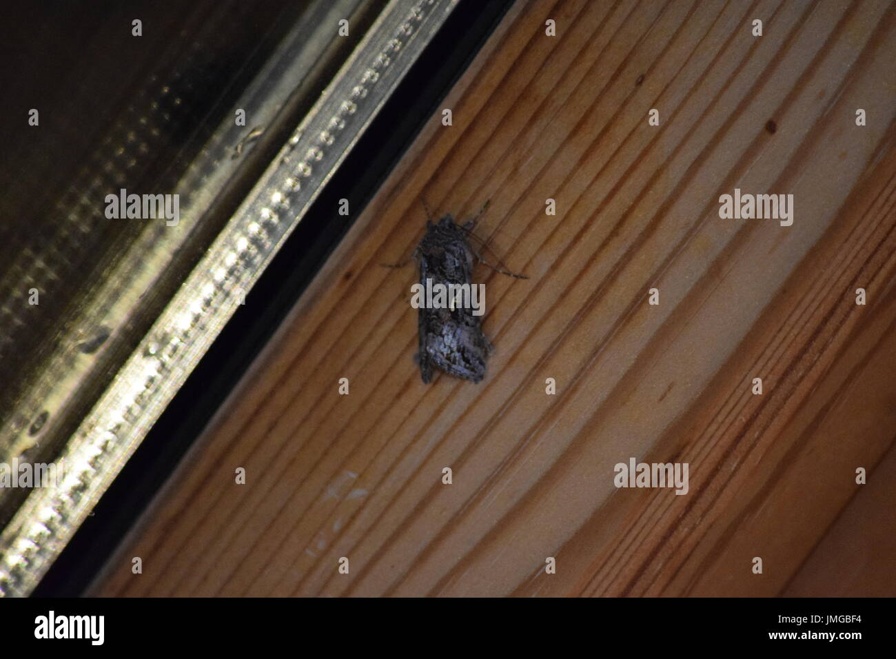 The Silvery-Y moth, Autographa gamma Stock Photo - Alamy