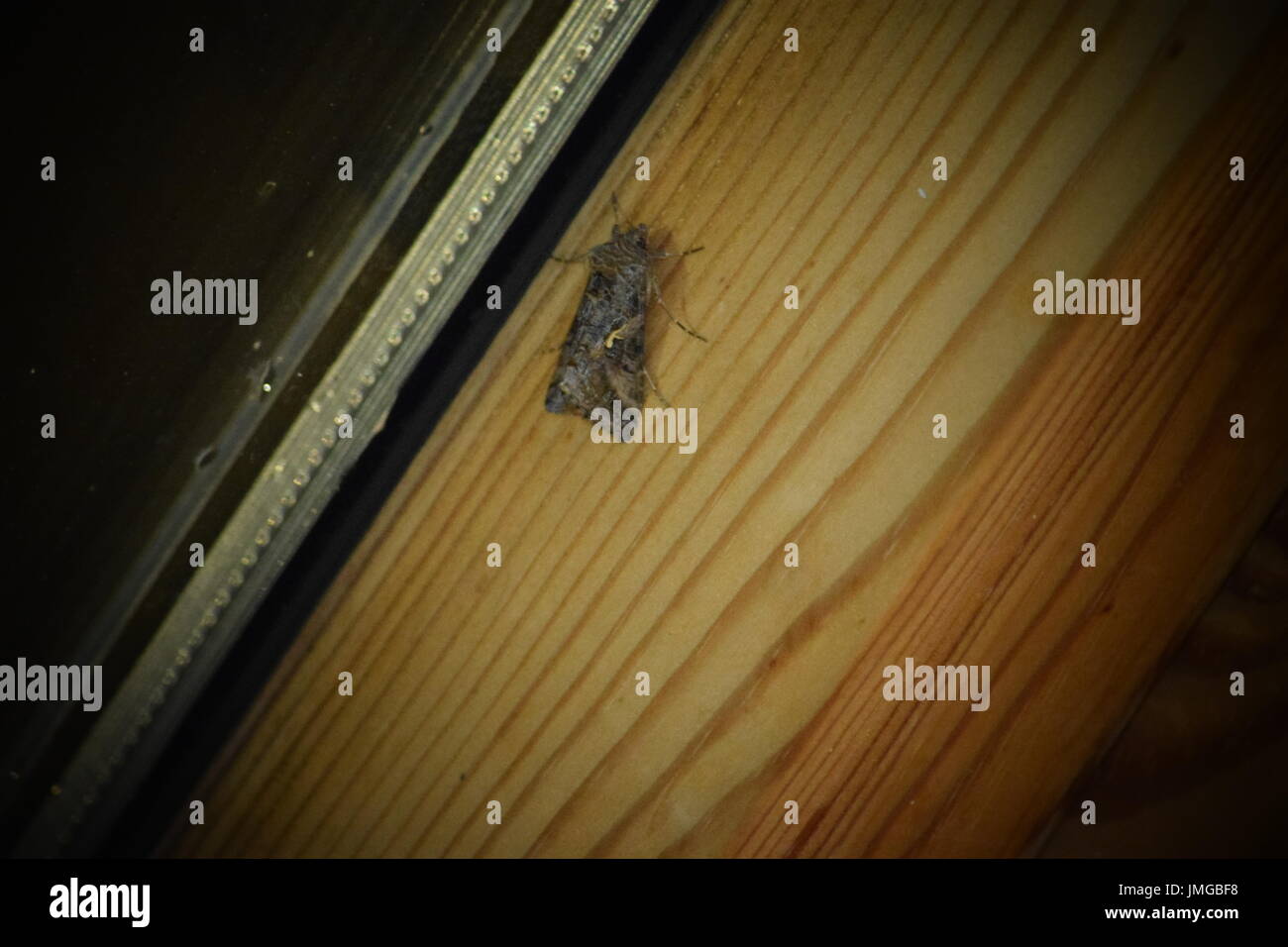 The Silvery-Y moth, Autographa gamma Stock Photo - Alamy