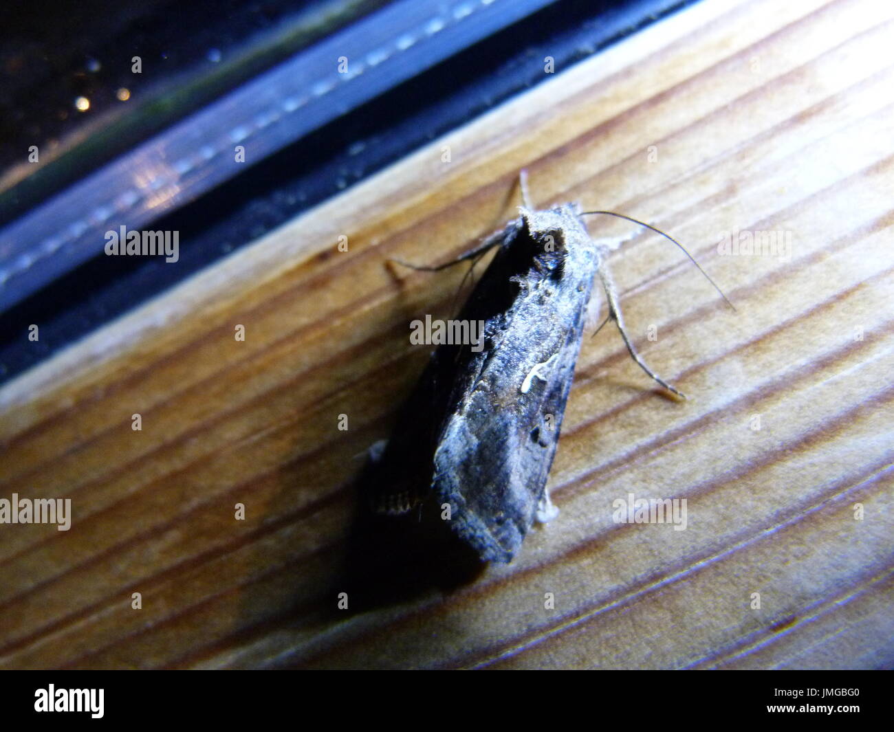 The Silvery-Y moth, Autographa gamma Stock Photo - Alamy