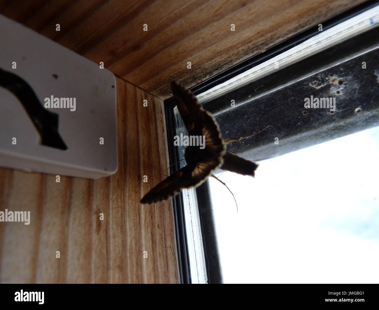 The Silvery-Y moth, Autographa gamma Stock Photo - Alamy