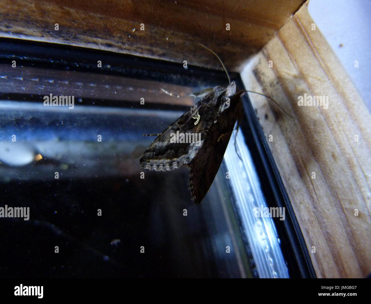 The Silvery-Y moth, Autographa gamma Stock Photo - Alamy