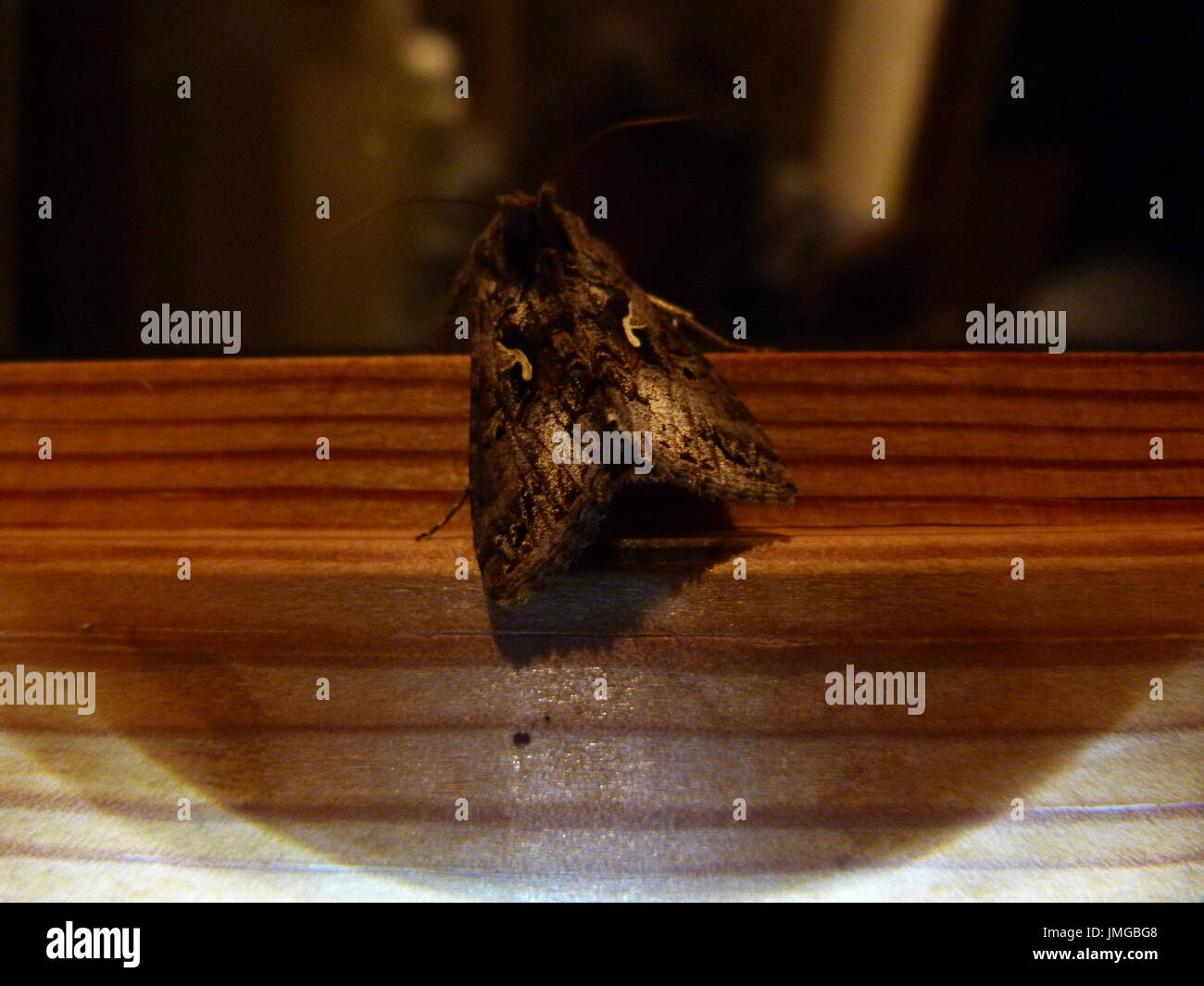 The Silvery-Y moth, Autographa gamma Stock Photo - Alamy