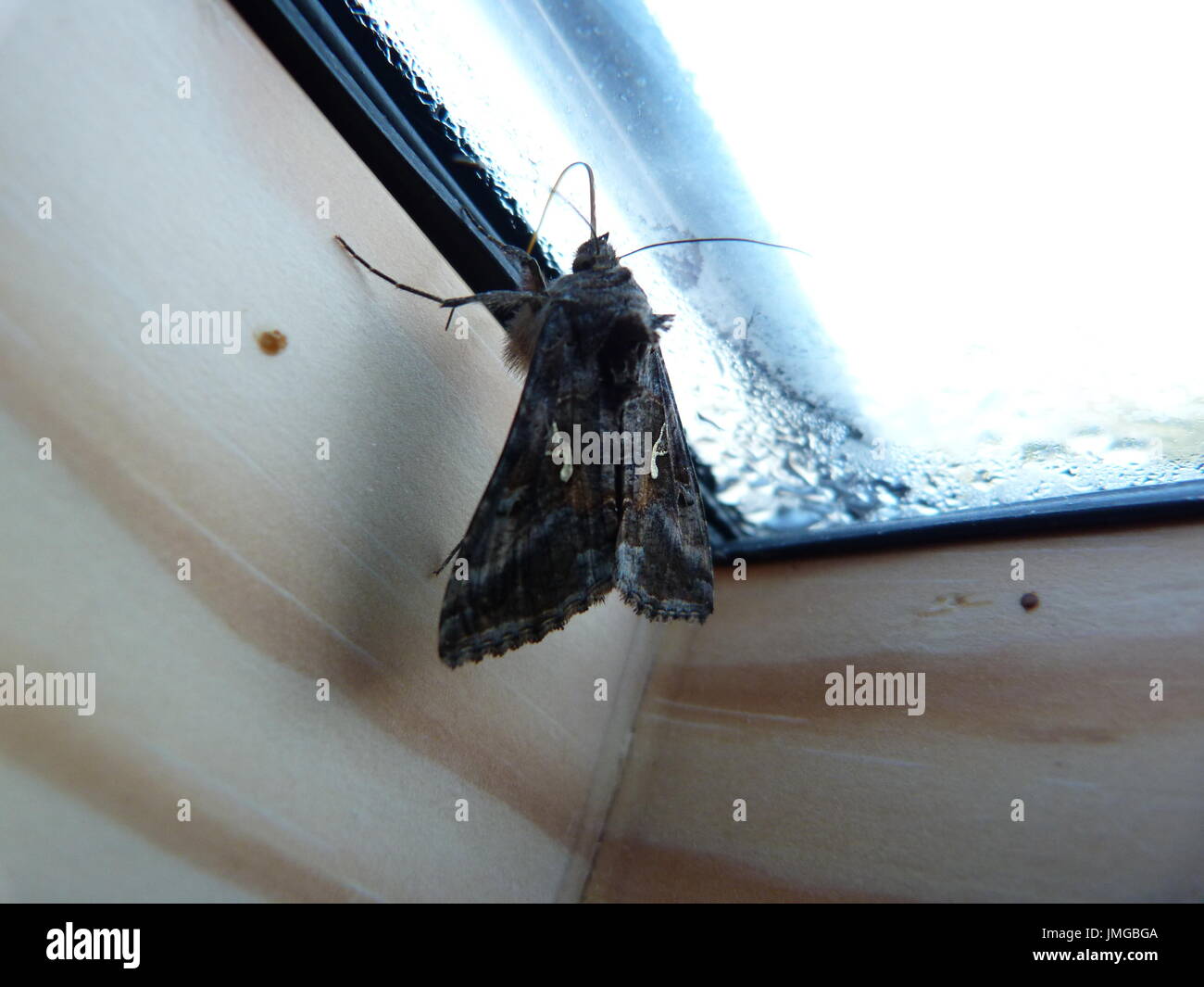 The Silvery-Y moth, Autographa gamma Stock Photo - Alamy