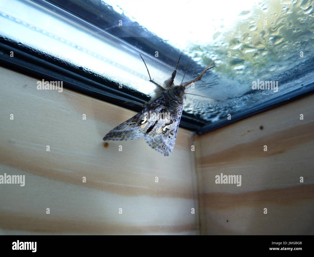 The Silvery-Y moth, Autographa gamma Stock Photo - Alamy