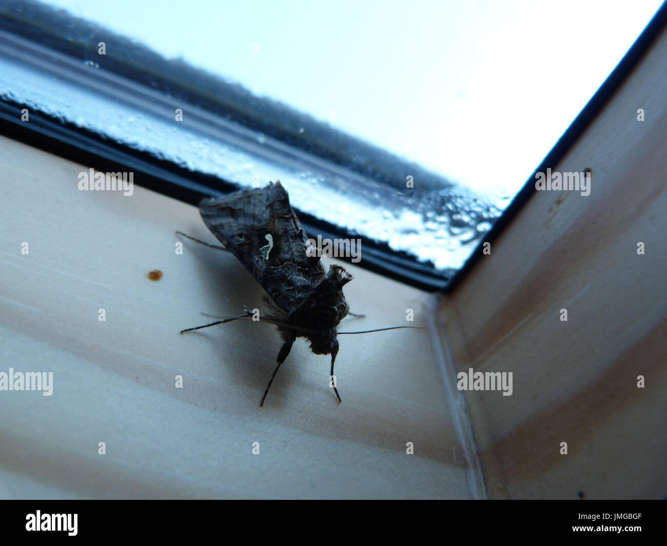 The Silvery-Y moth, Autographa gamma Stock Photo - Alamy