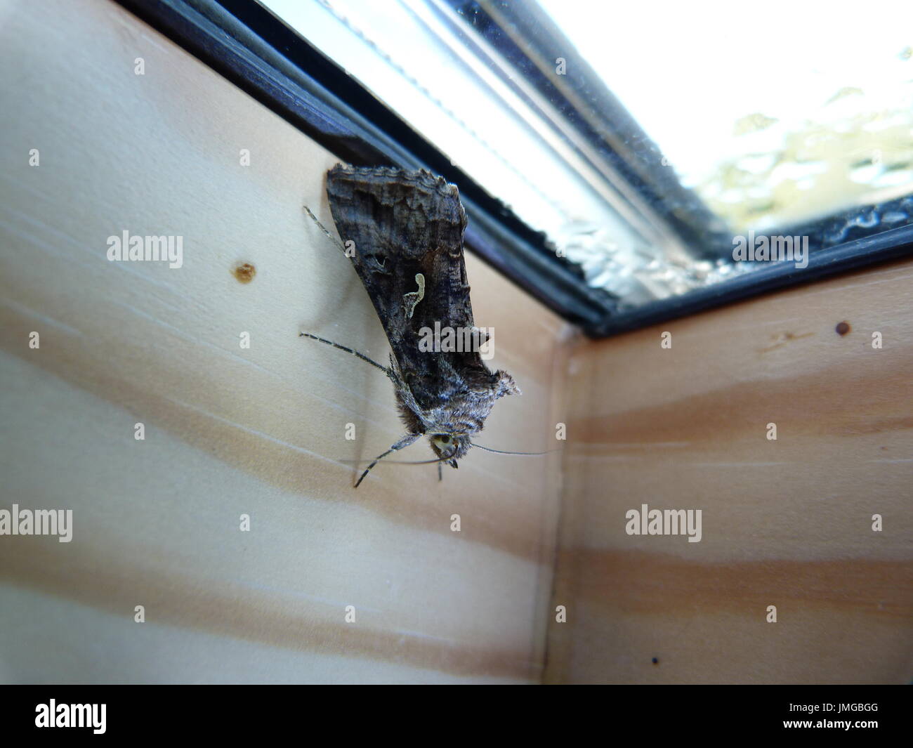 The Silvery-Y moth, Autographa gamma Stock Photo - Alamy