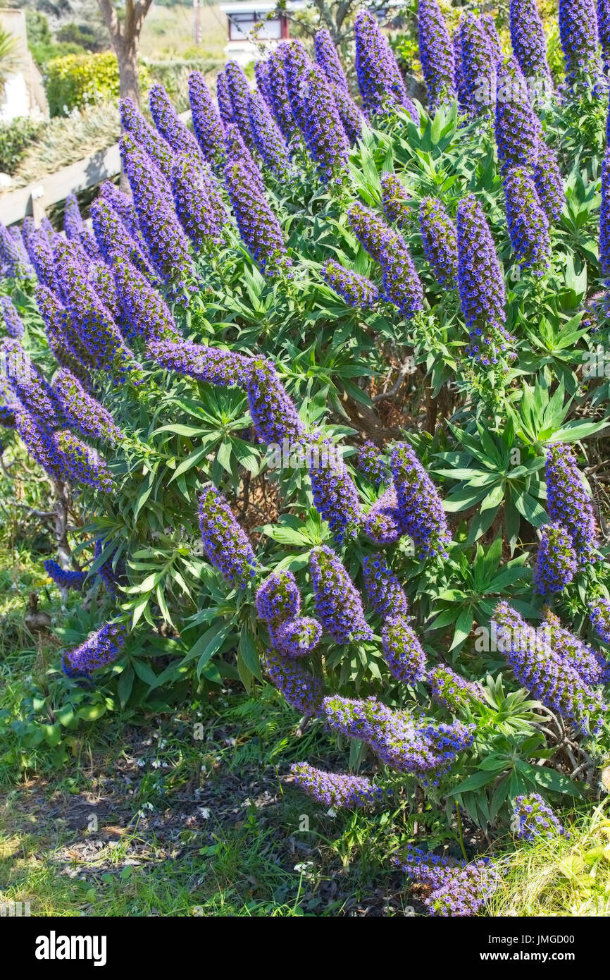 Native plant of madeira hi-res stock photography and images - Alamy