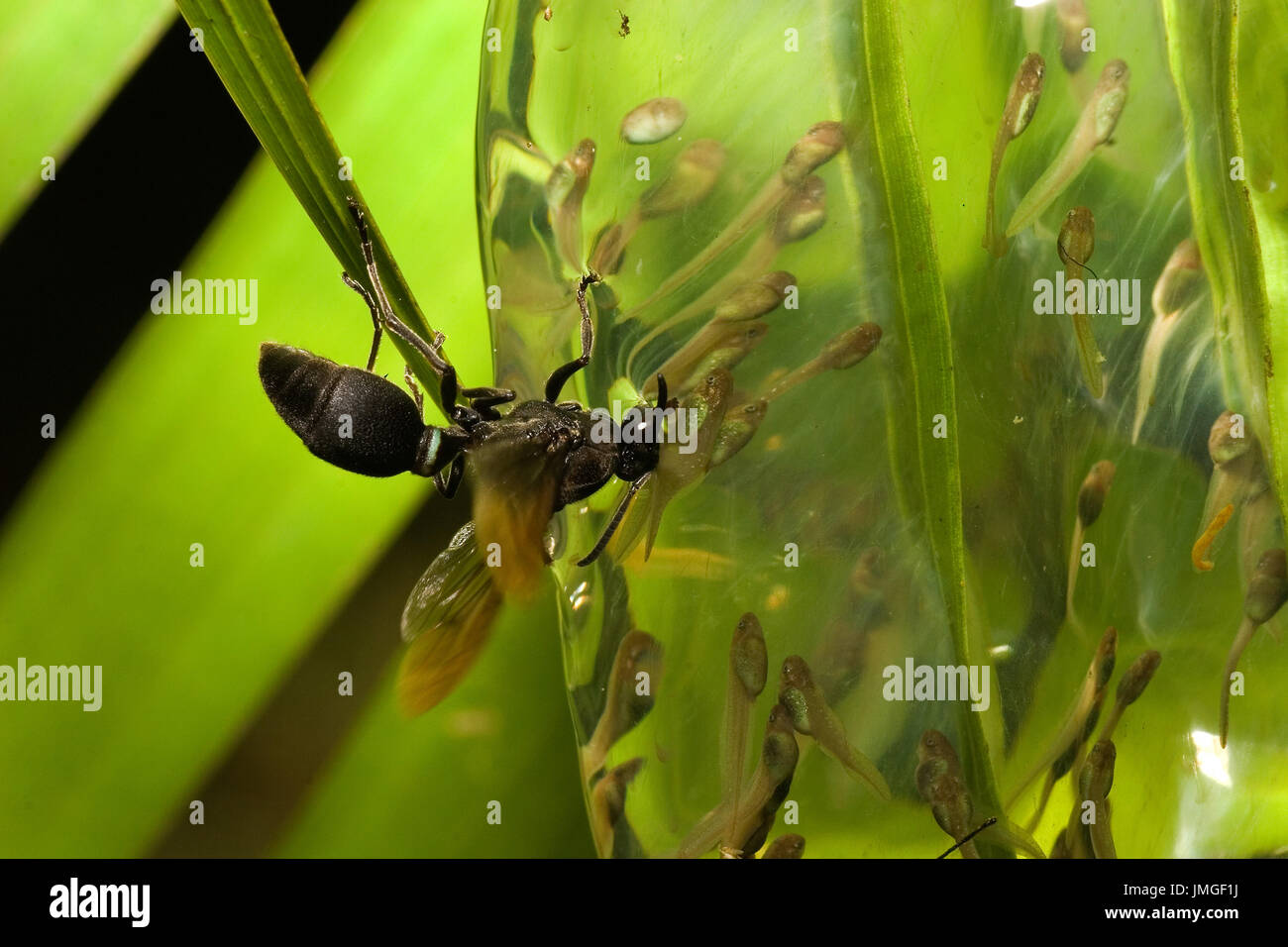 Exotic wasp hi-res stock photography and images - Alamy