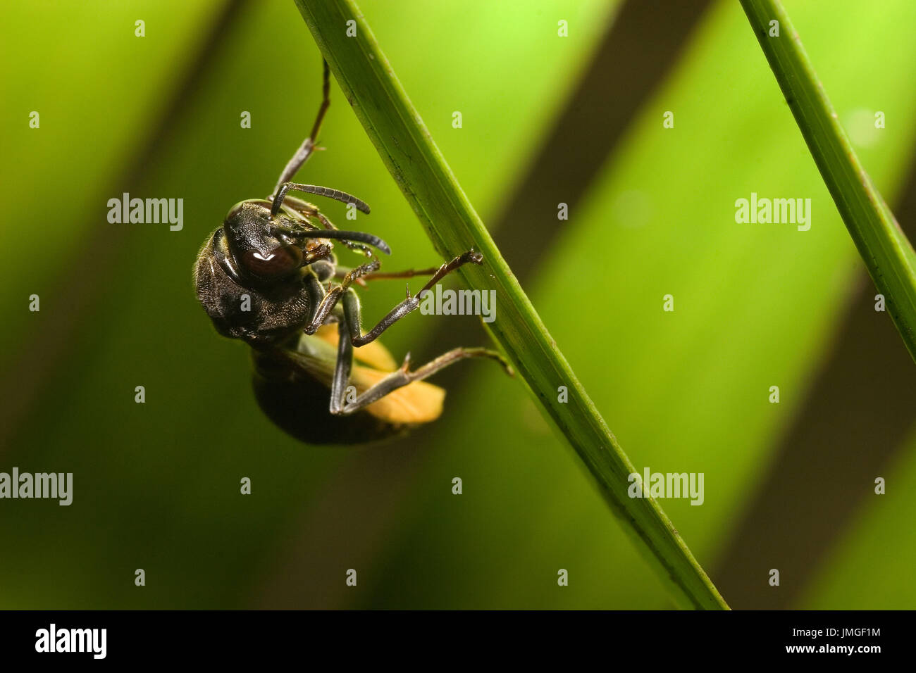 Eats frogs hi-res stock photography and images - Alamy