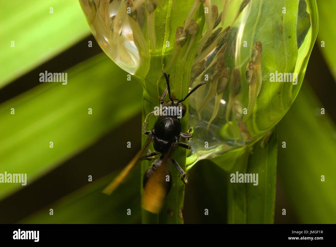 Eats frogs hi-res stock photography and images - Alamy