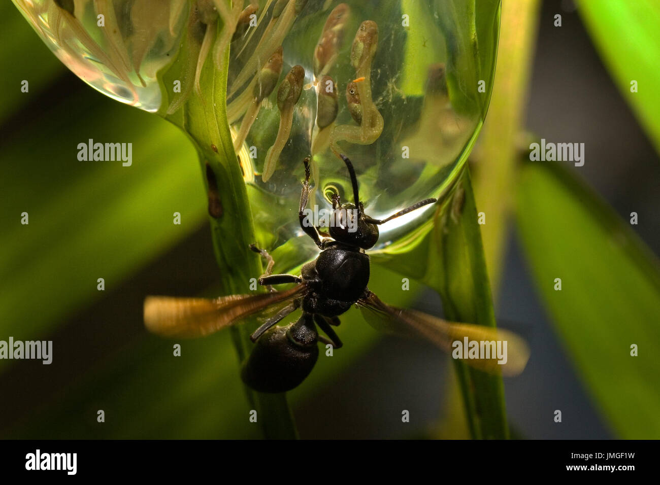 Exotic wasp hi-res stock photography and images - Alamy