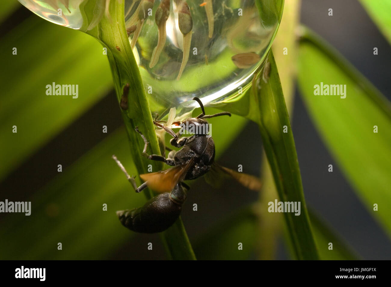 Eats frogs hi-res stock photography and images - Alamy