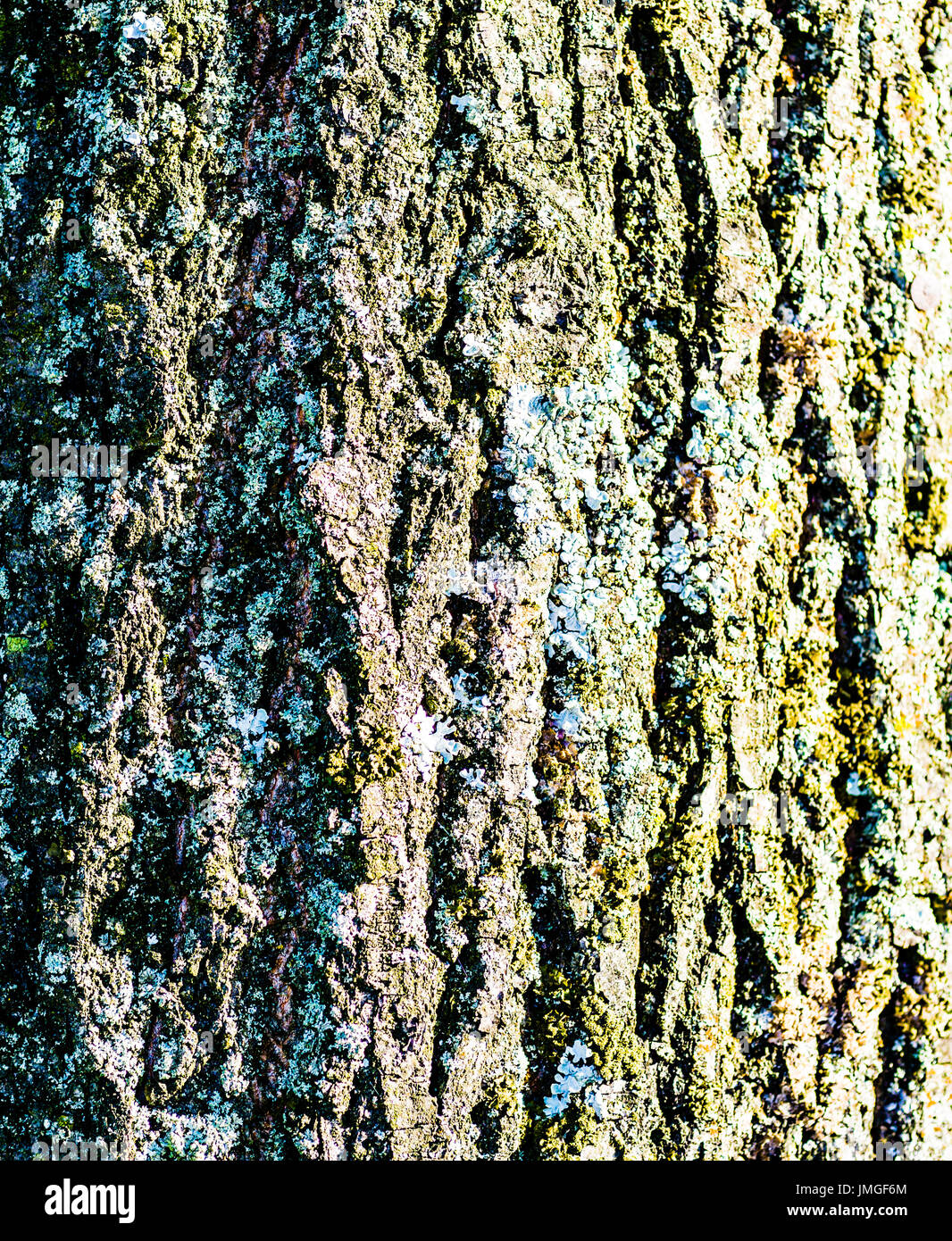 tree bark texture background colour with lichen Stock Photo - Alamy