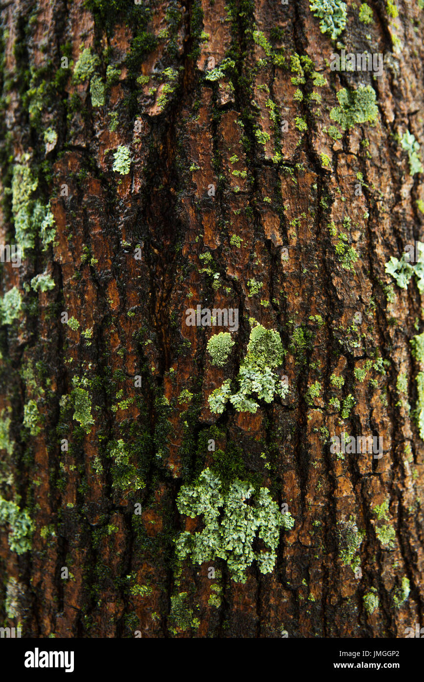 Textured background of a tree Stock Photo - Alamy
