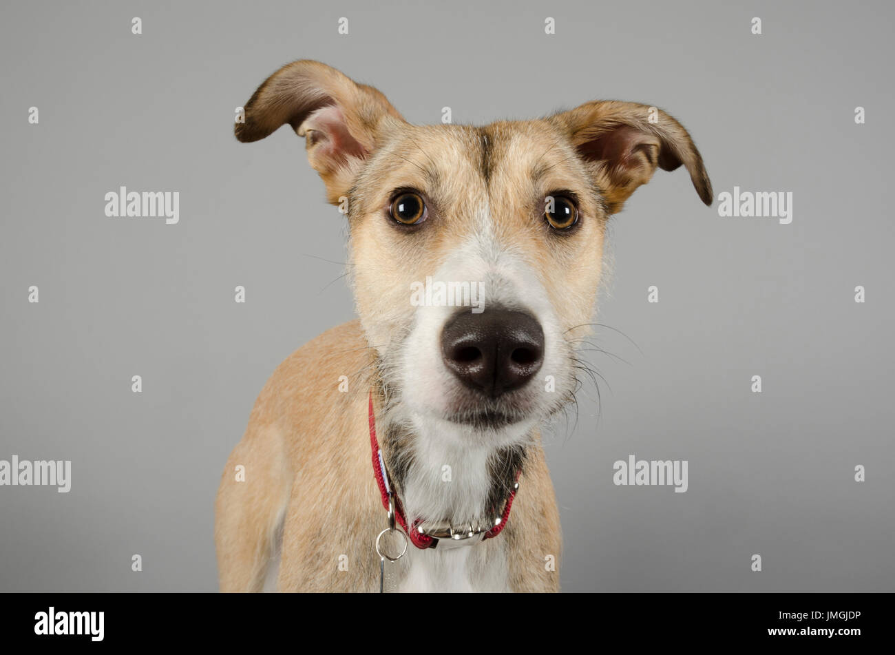 Lurcher dog head hi-res stock photography and images - Alamy