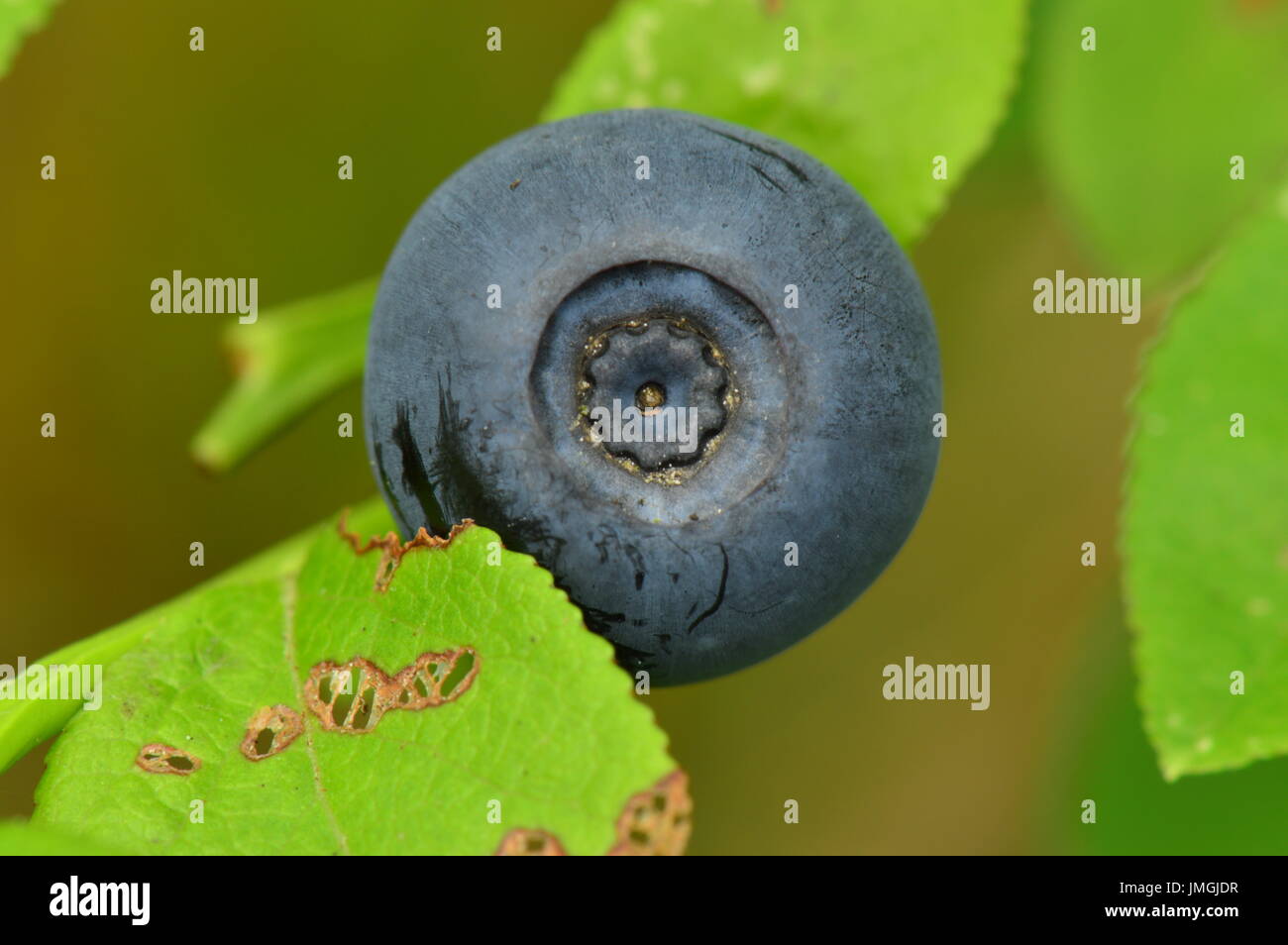 Fruits of the forest blueberries ripe dark blue Stock Photo - Alamy
