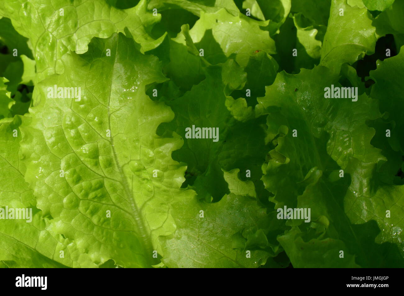 Fresh lettuce leaves in drops of morning dew of summer Stock Photo - Alamy