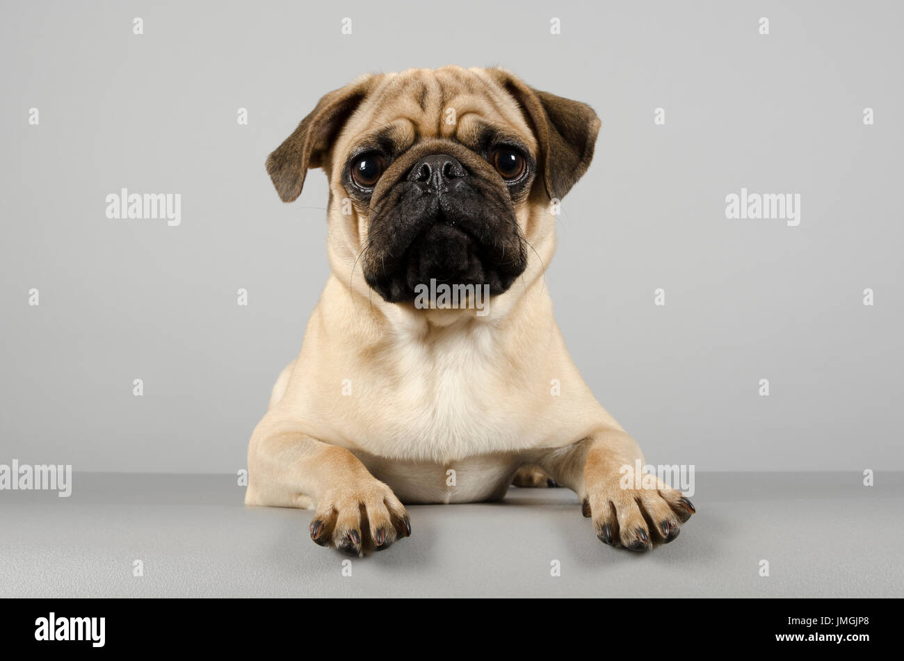 Pug photographed in the UK Stock Photo - Alamy