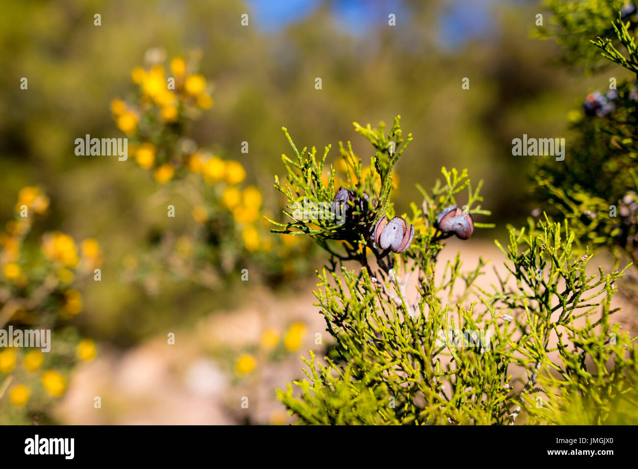 A beautiful bush on the nature Stock Photo - Alamy