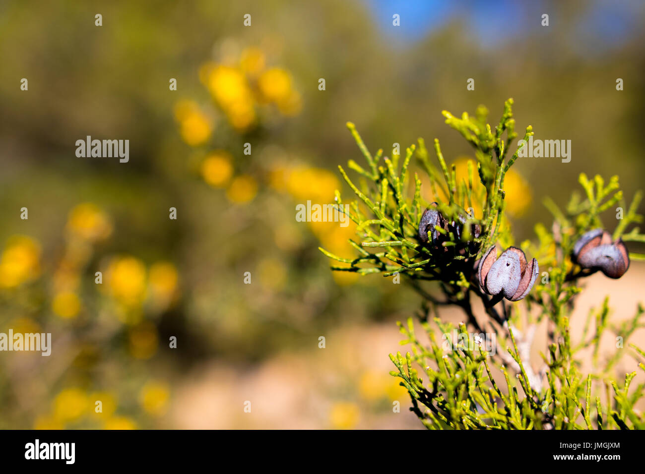 This beautiful bush hi-res stock photography and images - Alamy