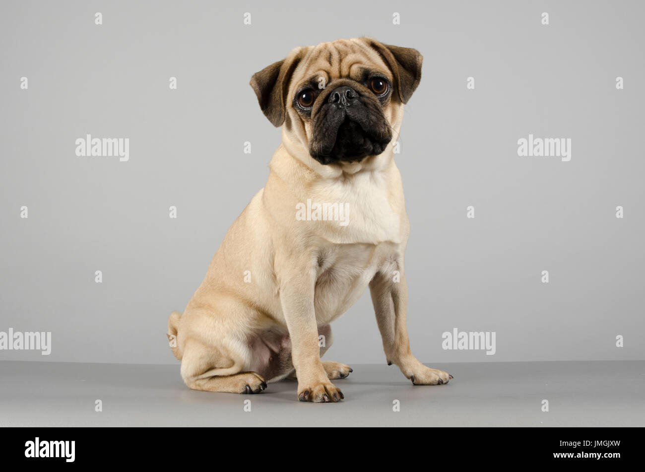 Full body dog hi-res stock photography and images - Alamy