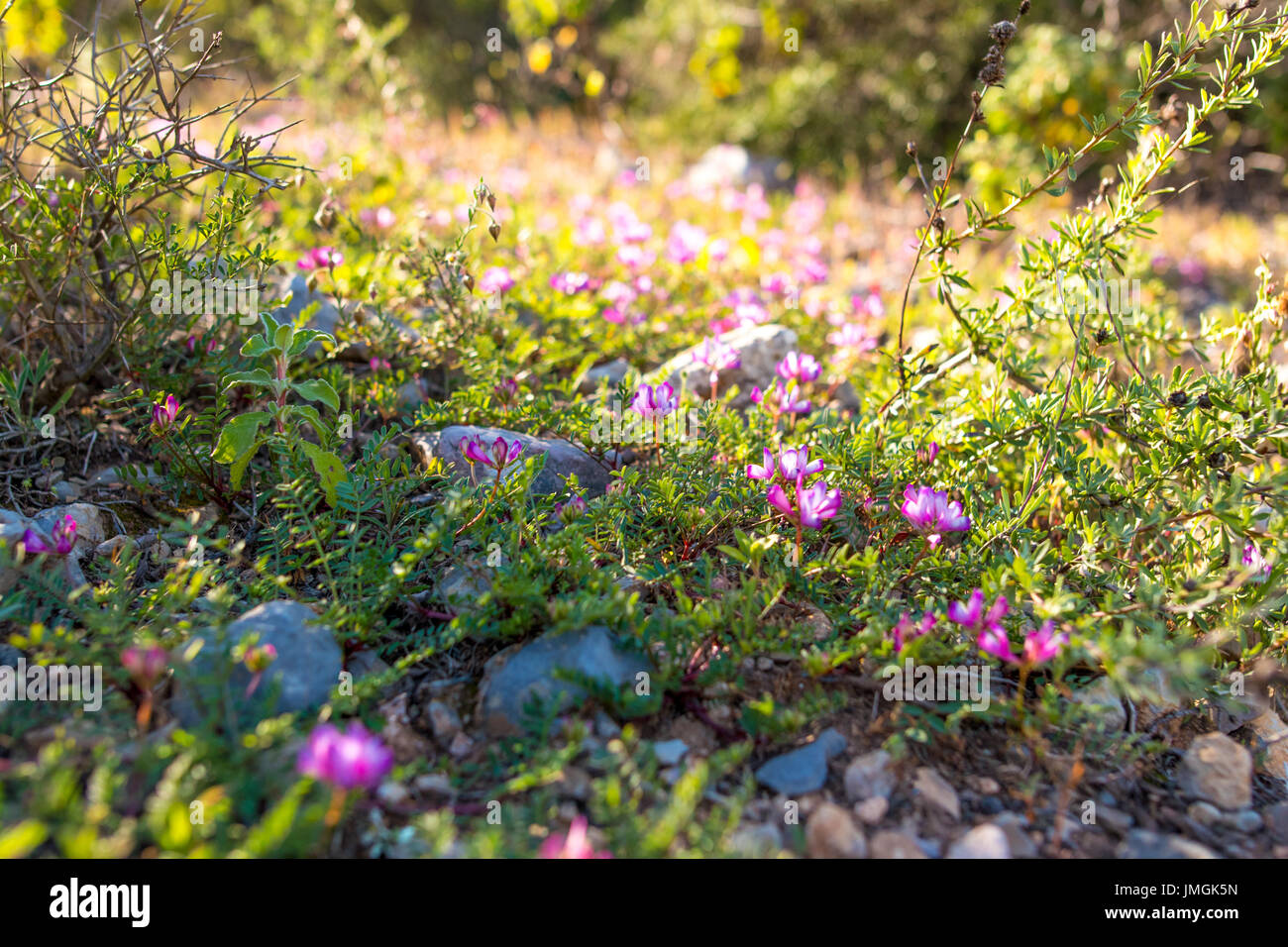 A beautiful bush on the nature Stock Photo - Alamy