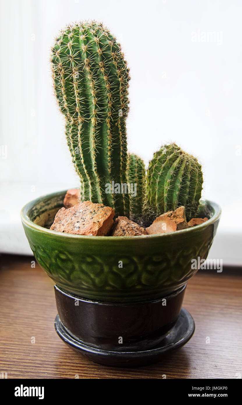 Cactus plant sill potted plant hi-res stock photography and images - Alamy