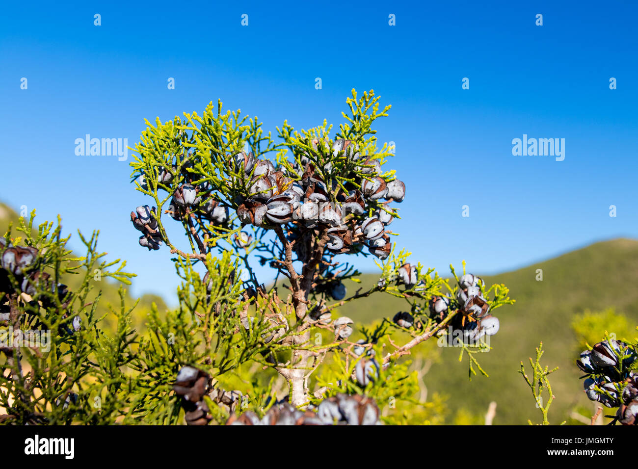 A beautiful bush on the nature Stock Photo - Alamy