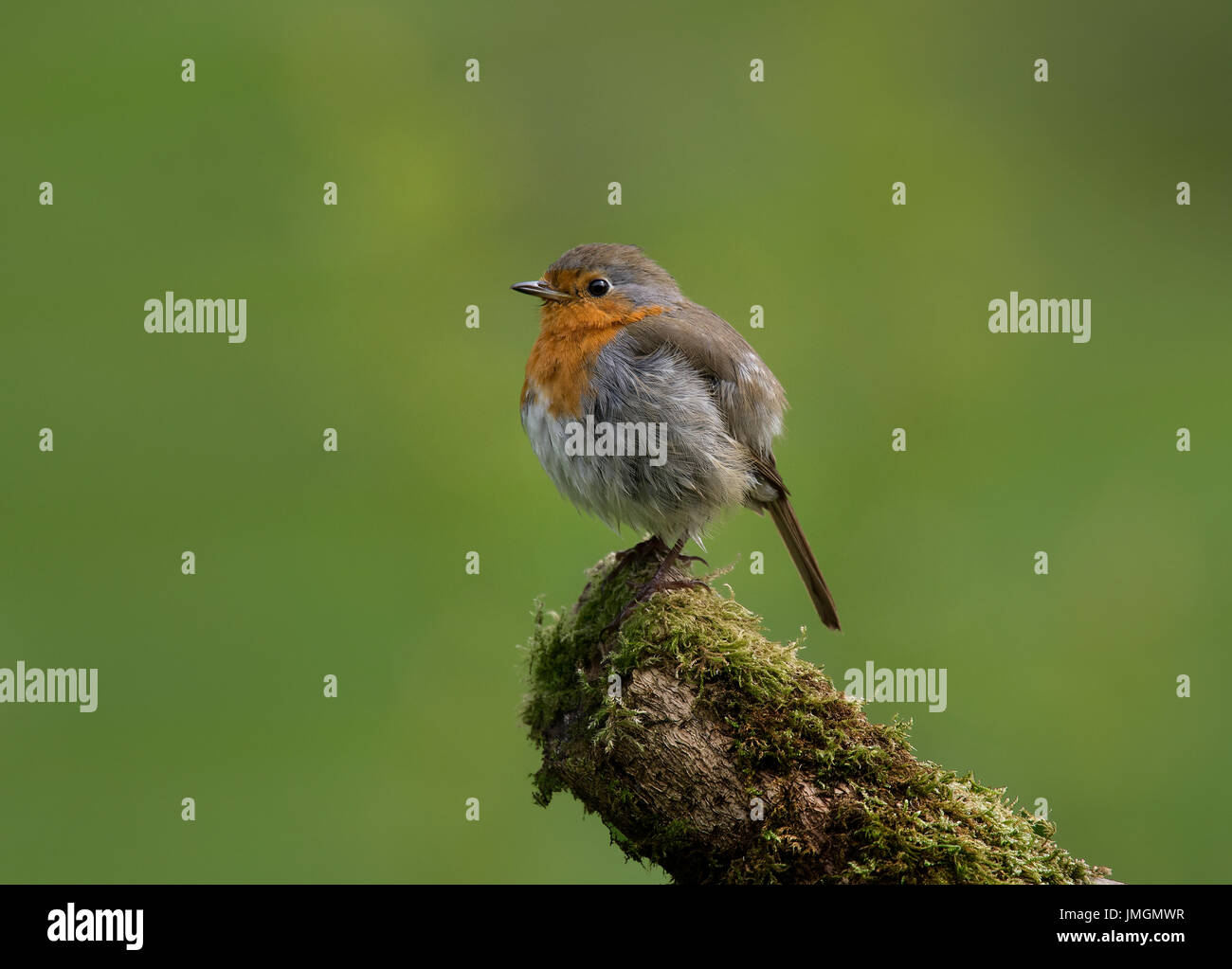 Bird fluffing feathers hi-res stock photography and images - Alamy