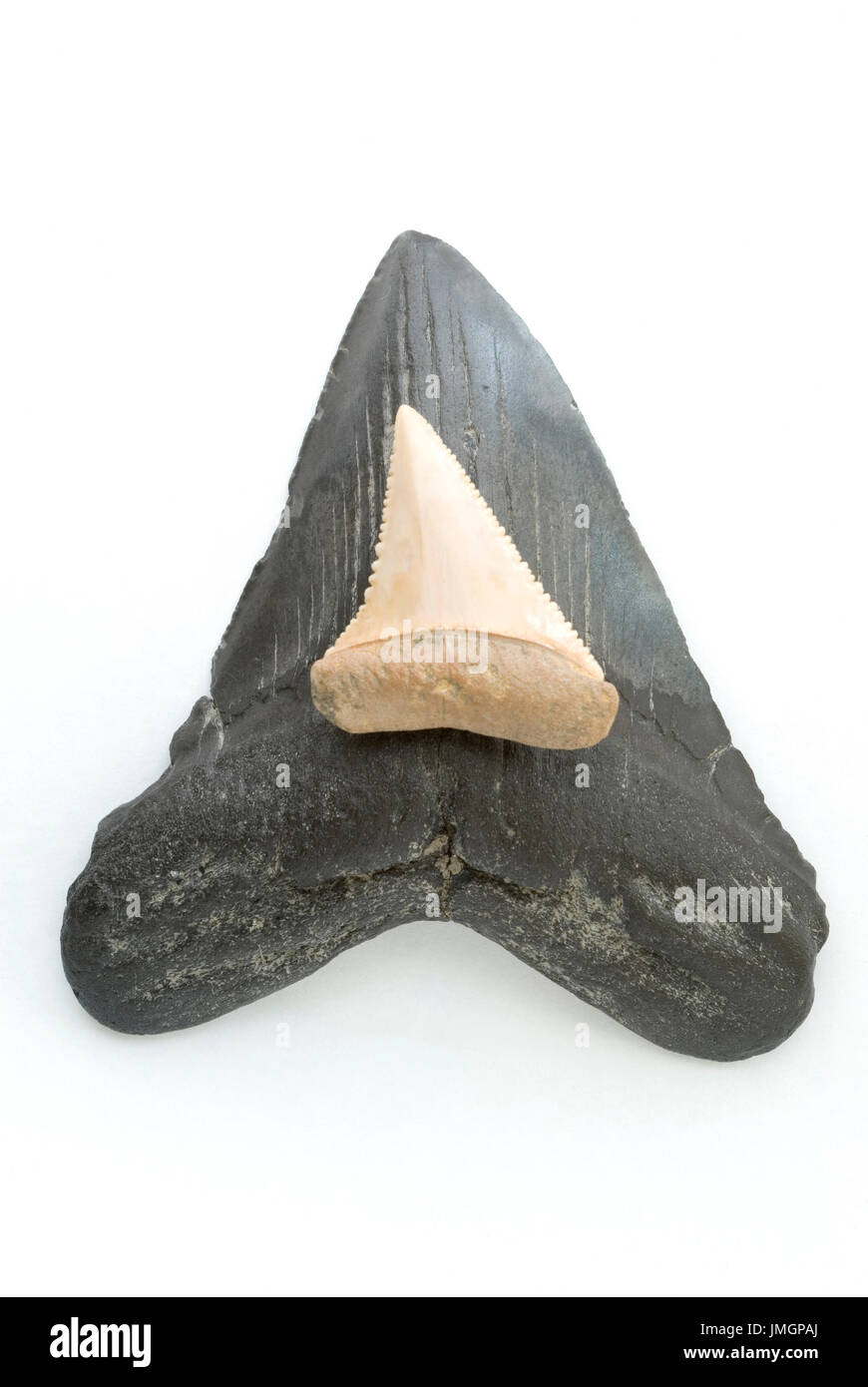 Shark tooth hi-res stock photography and images - Alamy