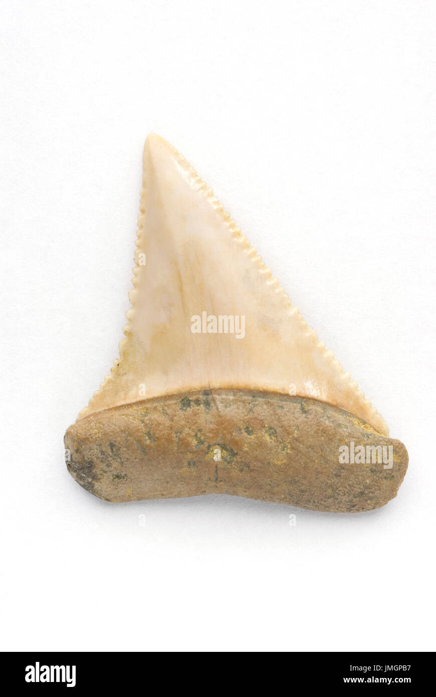 Fish fossil desert hi-res stock photography and images - Alamy