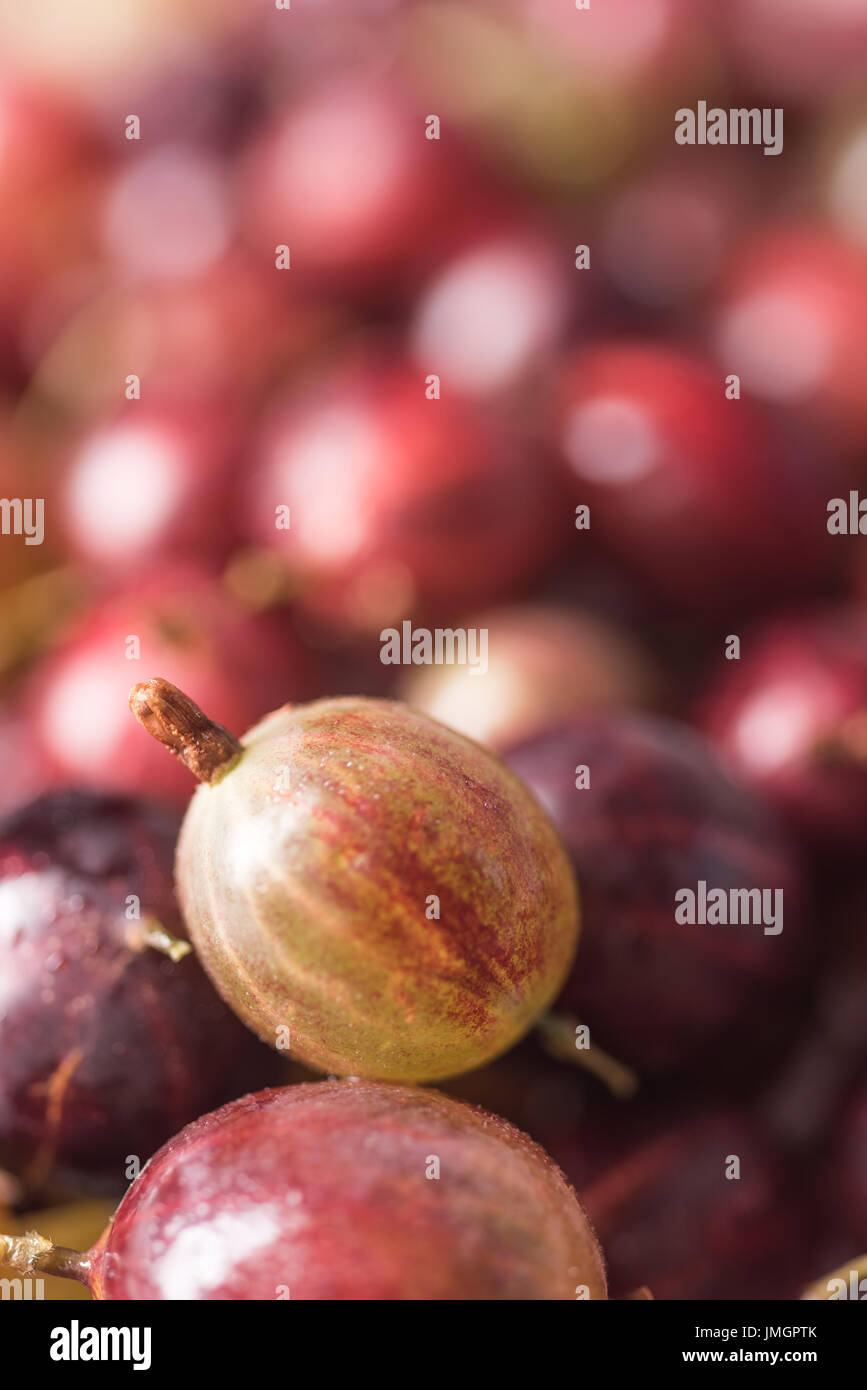 Closeup picture of the gooseberry. Natural background. Macro Stock ...