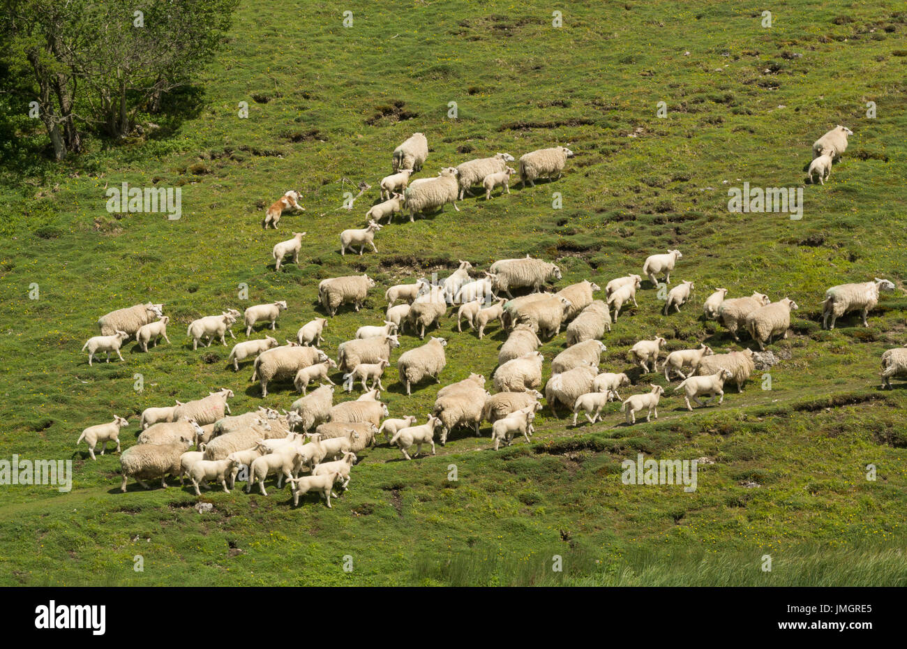 Ewe move hi-res stock photography and images - Alamy