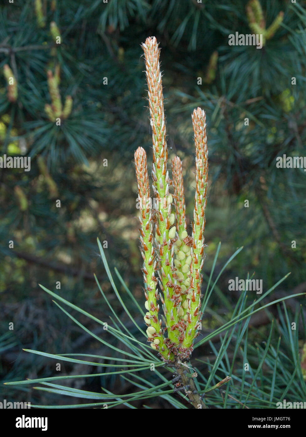 Pine shrub growth hi-res stock photography and images - Alamy