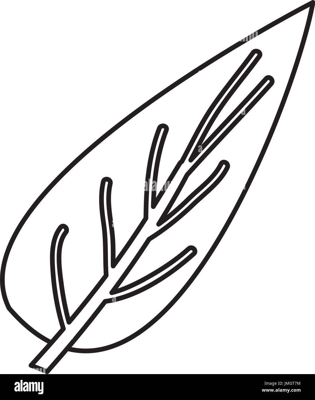 Big leaf maple tree Stock Vector Images - Alamy