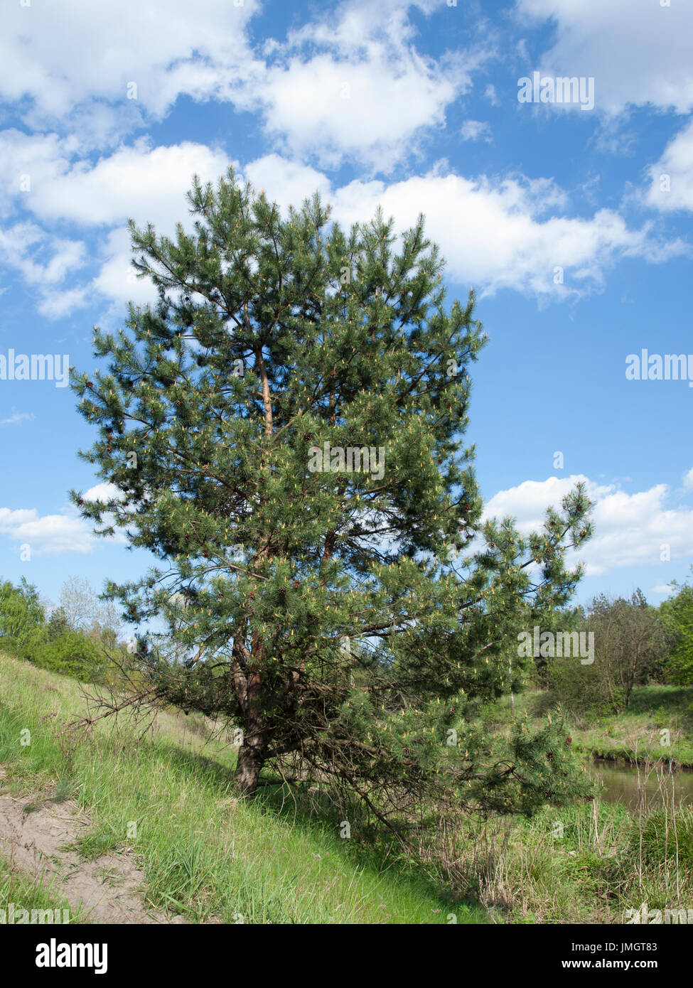 Blue pine tree hi-res stock photography and images - Alamy
